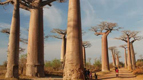 Africa School Educational Tours & Service Learning Trips | World ...